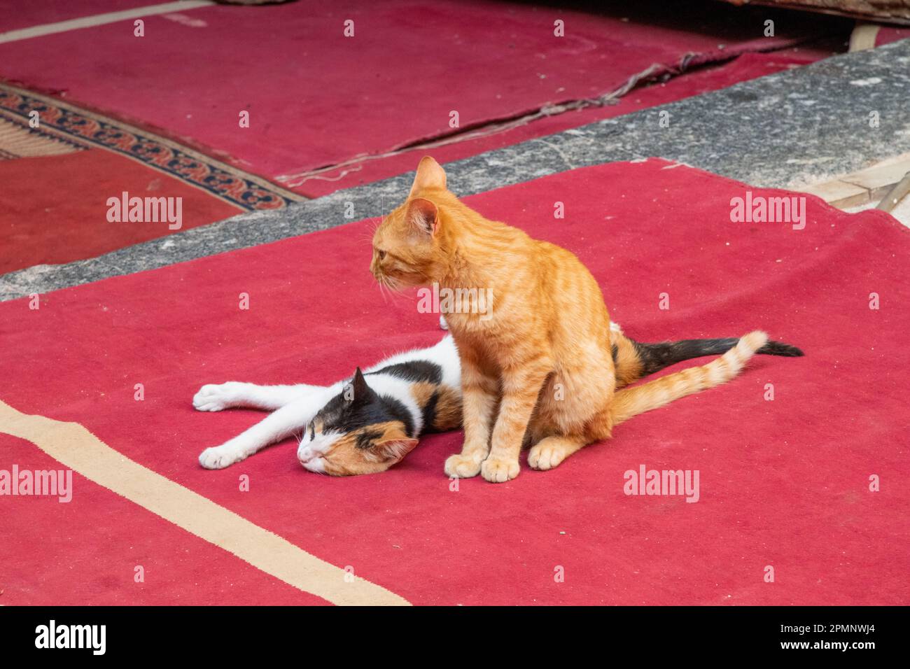 Stray cats in egypt hi-res stock photography and images - Alamy