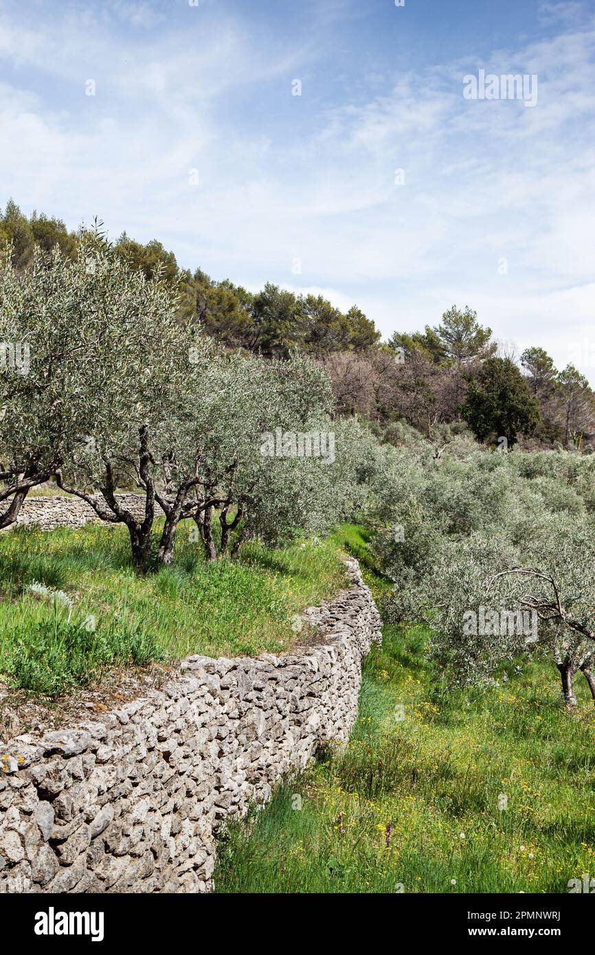 Olive trees in French Provence Stock Photo - Alamy