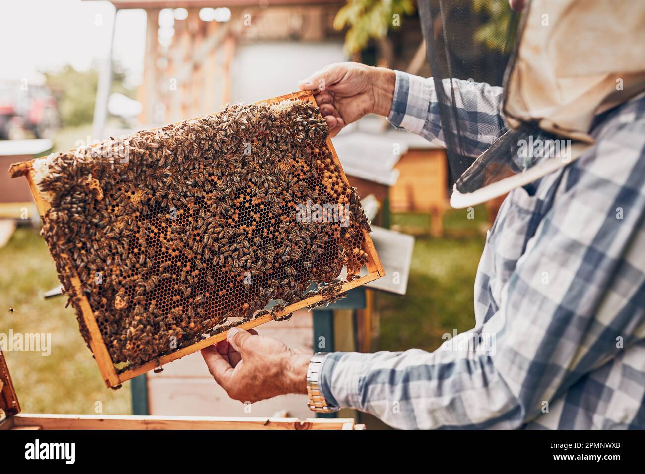 Beekeeper working in apiary. Drawing out the honeycomb from the hive ...
