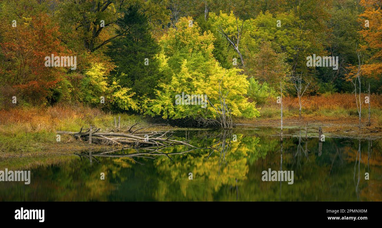 A landscape of a lake surrounded by yellowing trees in autumn Stock ...