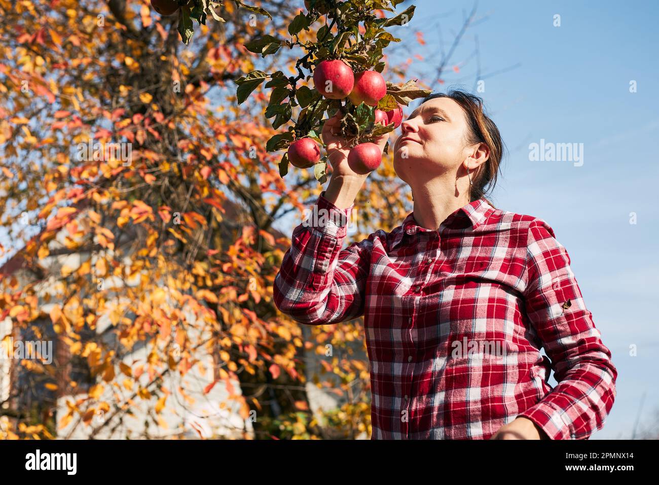 Woman picking ripe apples on farm. Farmer grabbing apples from tree in ...