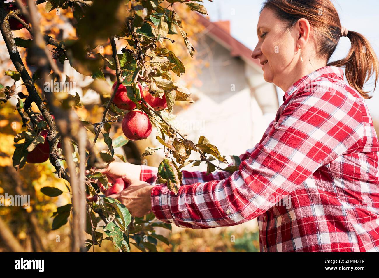 Woman picking ripe apples on farm. Farmer grabbing apples from tree in ...