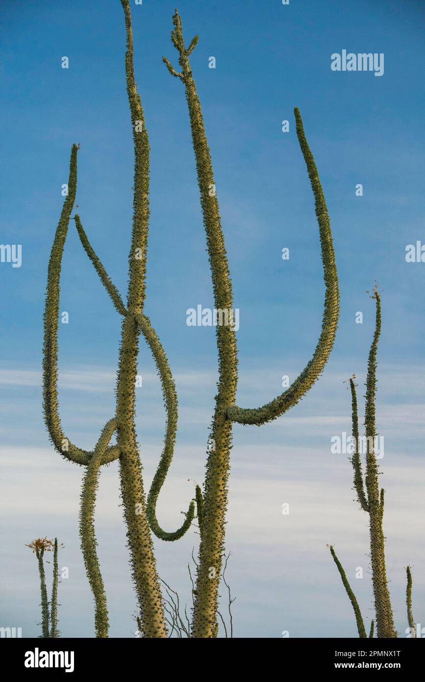 Boojum trees at the northern end of the Sea of Cortez, near Bahia de ...