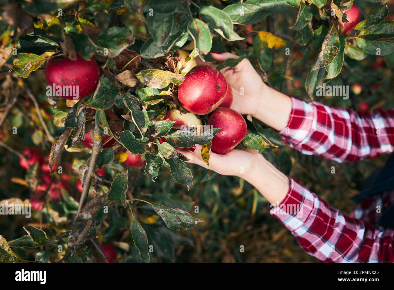 Woman picking ripe apples on farm. Farmer grabbing apples from tree in ...