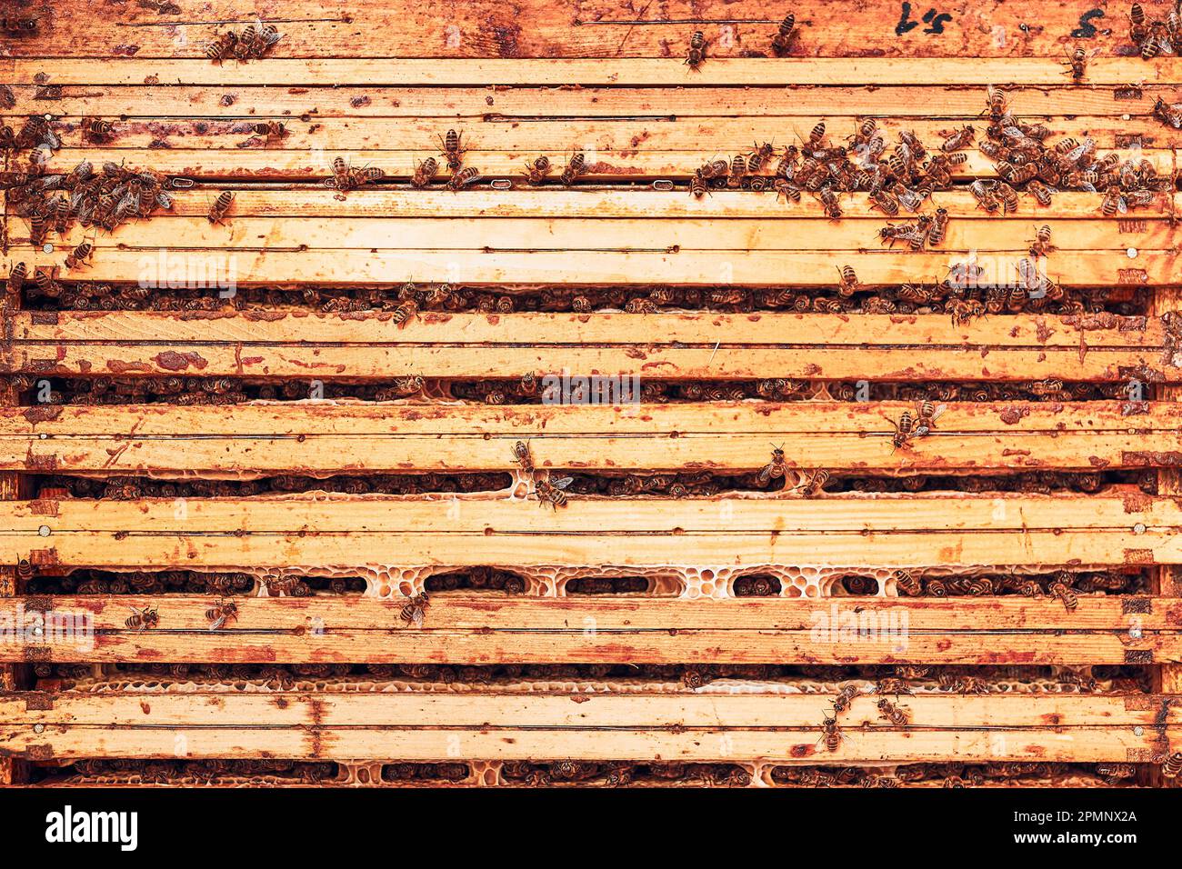 Honeycombs with bees in hive. Working in apiary. Harvest time in apiary ...