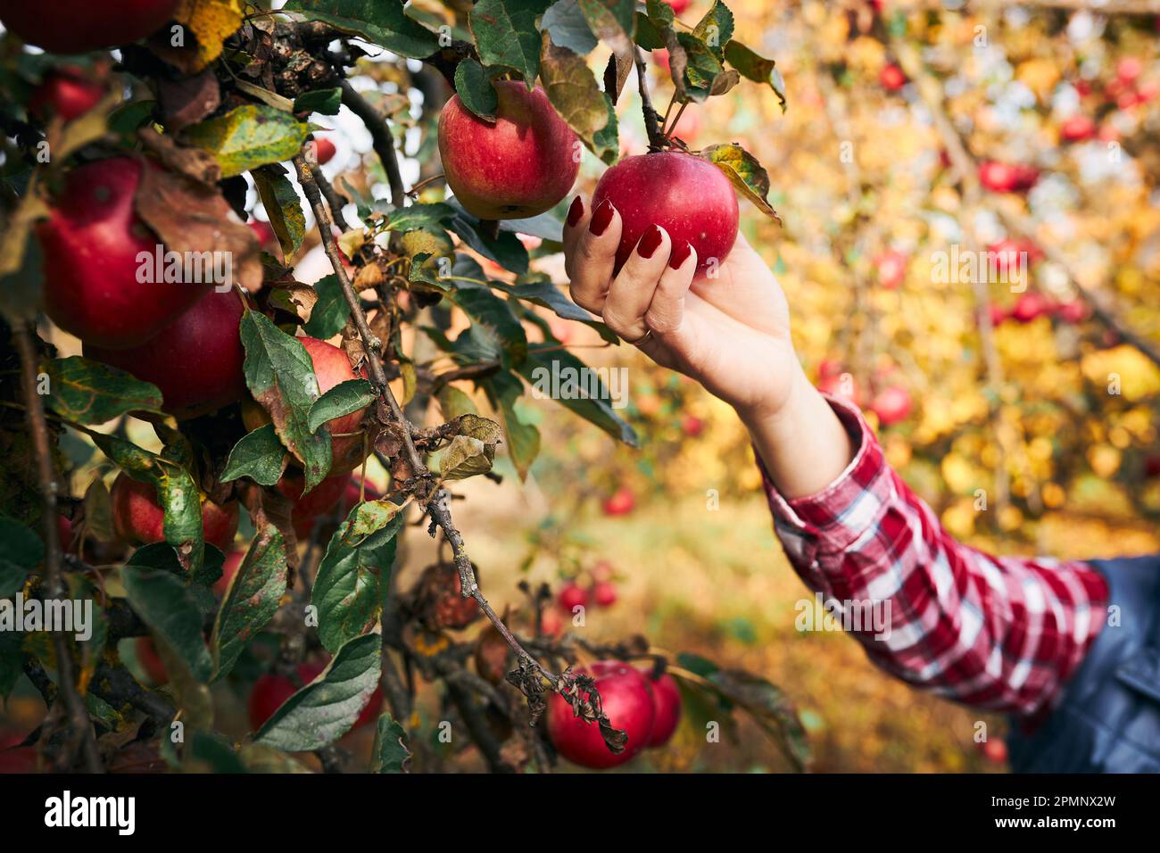Woman picking ripe apples on farm. Farmer grabbing apples from tree in ...