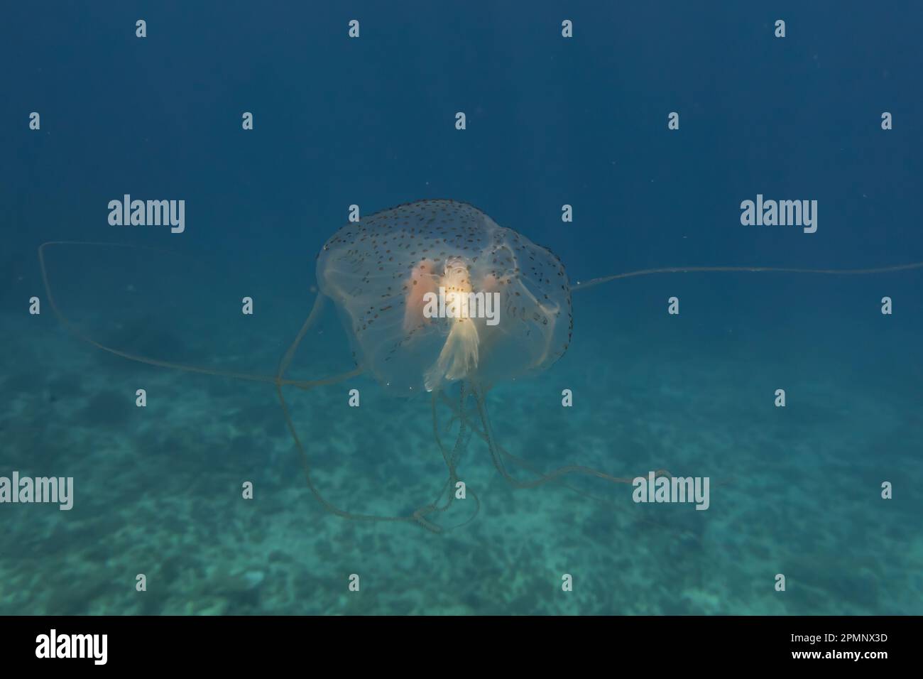 Box jellyfish swimming in the ocean of the Philippines Stock Photo - Alamy