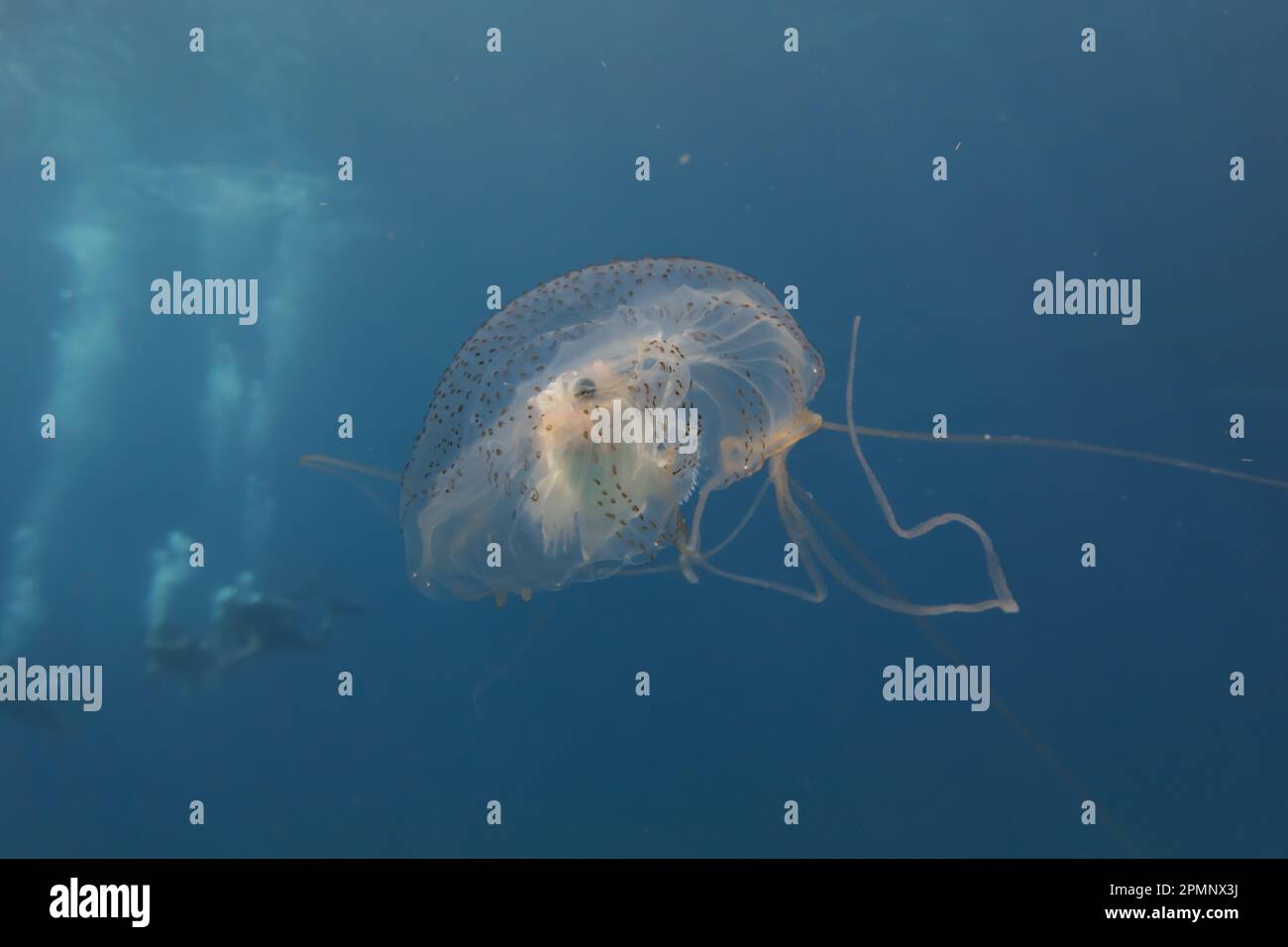 Box jellyfish swimming in the ocean of the Philippines Stock Photo - Alamy