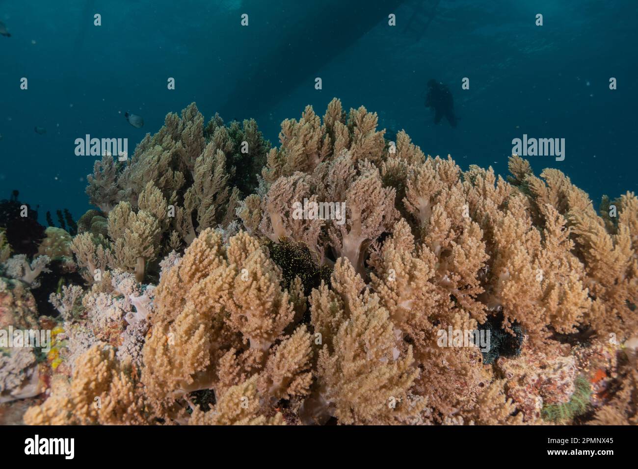 Coral reef and water plants at the Sea of the Philippines Stock Photo ...