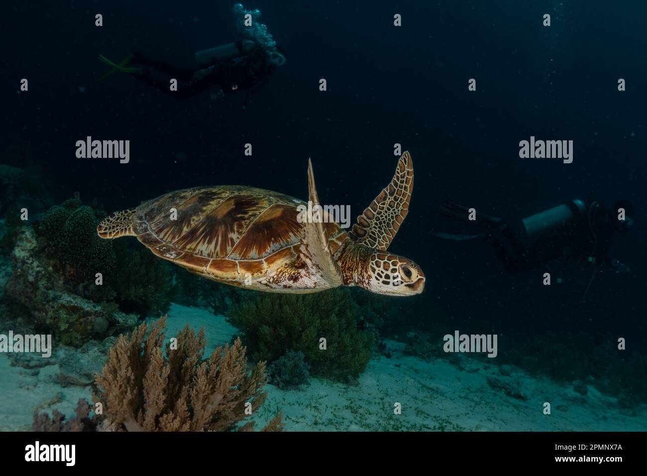 Hawksbill sea turtle at the Sea of the Philippines Stock Photo - Alamy