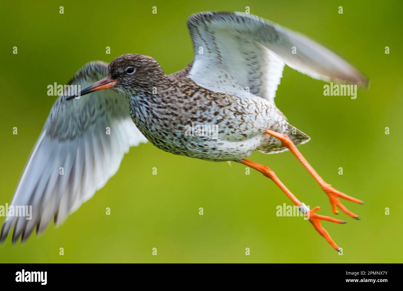 Spotted redshank (Tringa erythropus) in flight on a green background ...