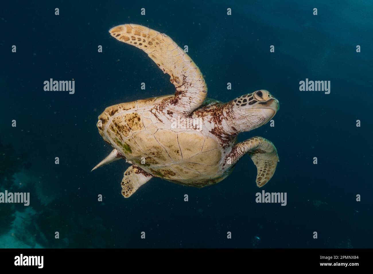 Hawksbill sea turtle at the Sea of the Philippines Stock Photo - Alamy
