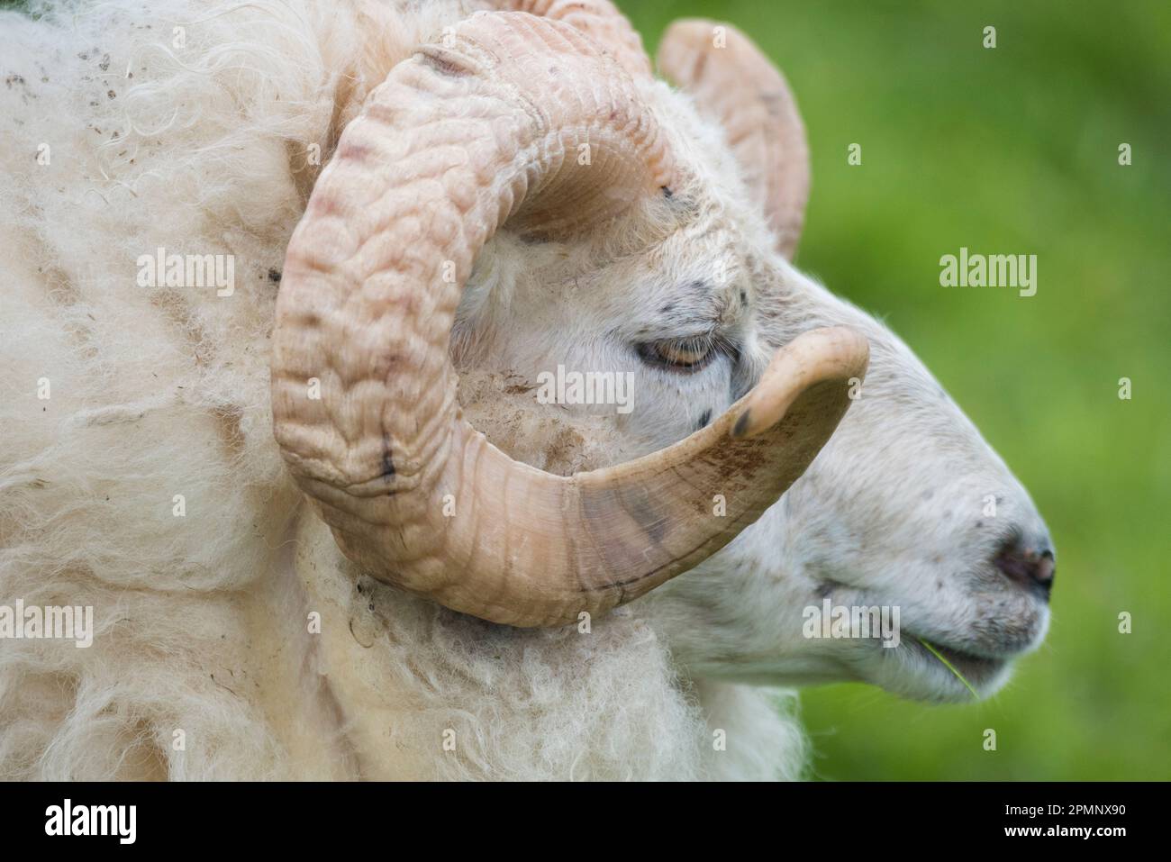 White background and iceland hi-res stock photography and images - Alamy