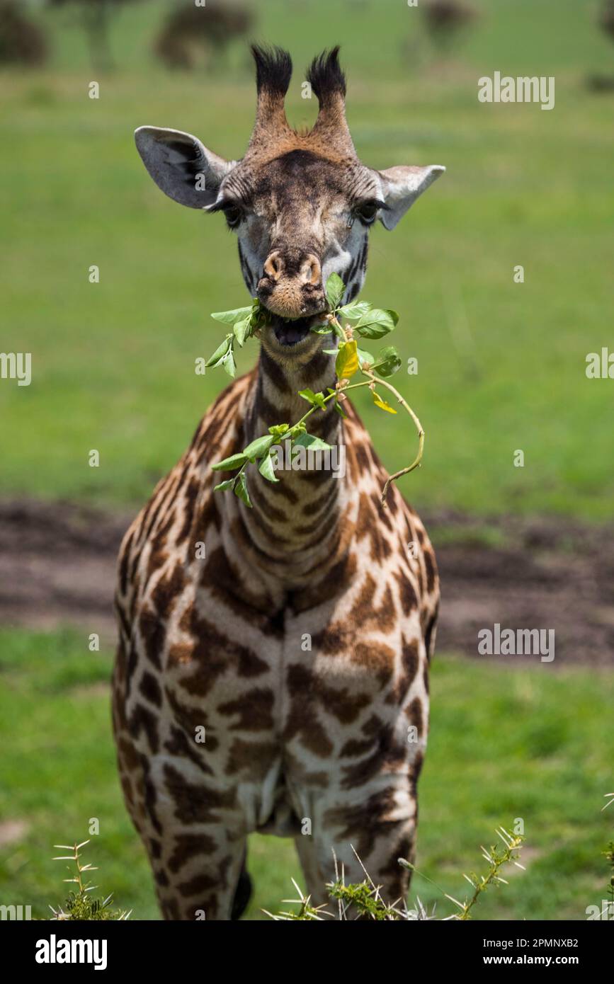 Young Masai giraffe (Giraffa camelopardalis tippelskirchi) eating a ...