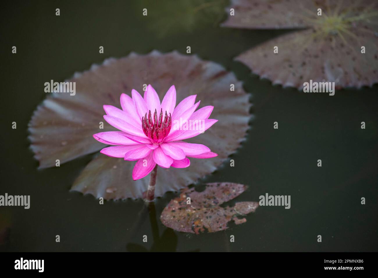 Lotus flower in a pond at Angkor Wat; Siem Reap, Angkor, Cambodia Stock ...