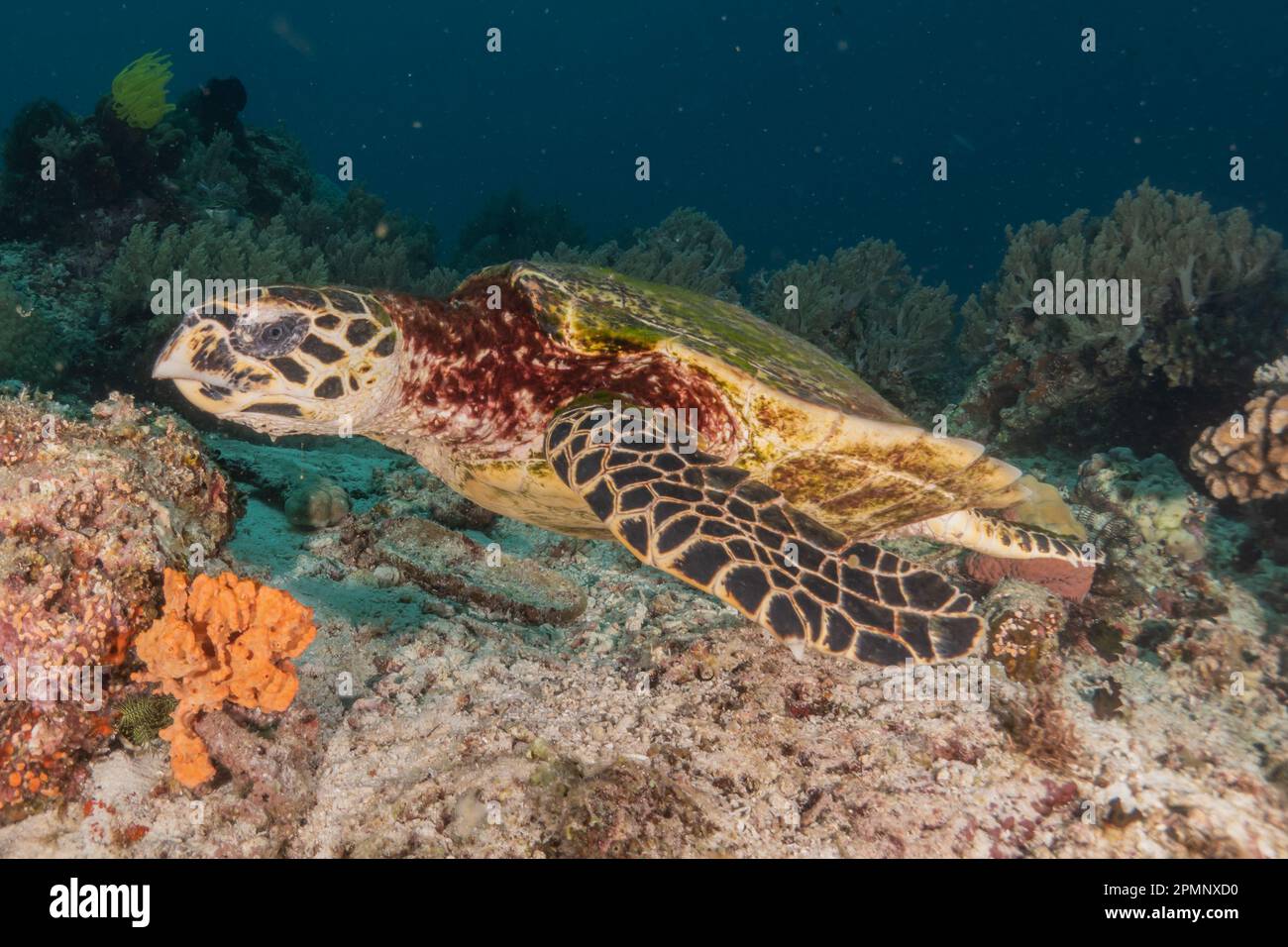 Hawksbill sea turtle at the Sea of the Philippines Stock Photo - Alamy