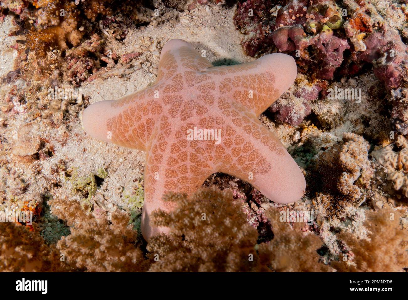 Starfish On the Seabed at the Sea of the Philippines Stock Photo - Alamy
