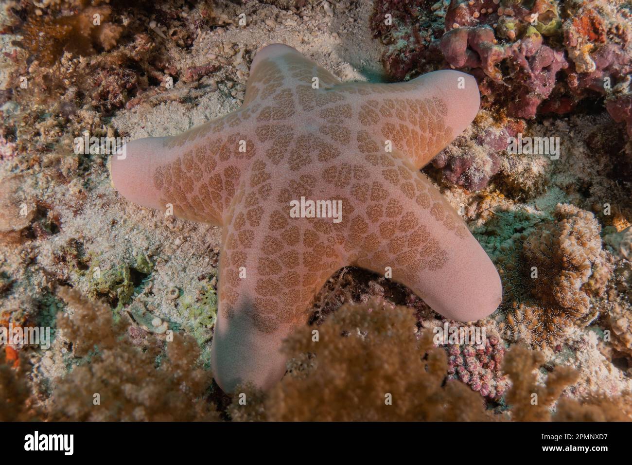 Starfish On the Seabed at the Sea of the Philippines Stock Photo - Alamy