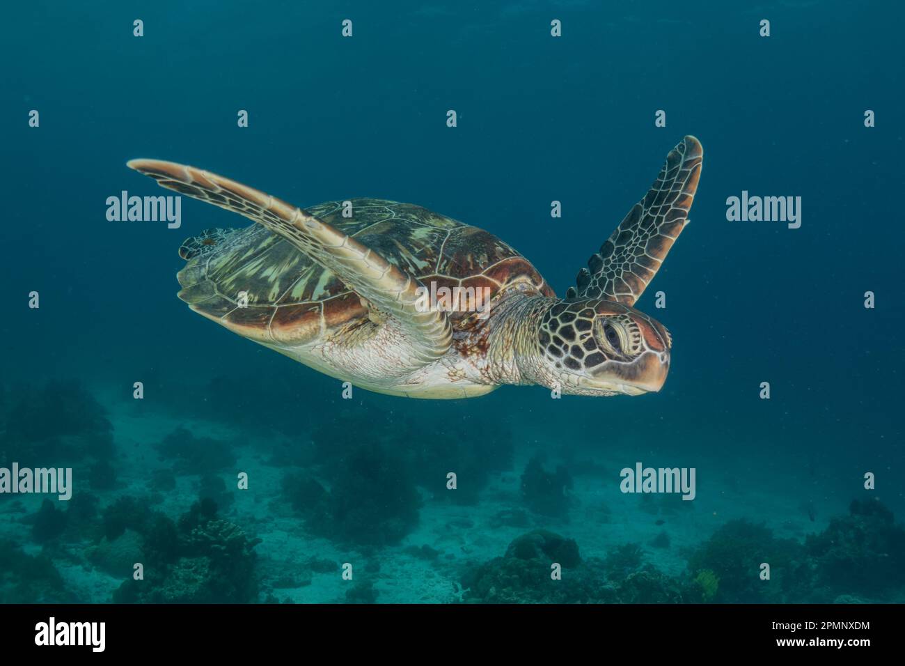 Hawksbill sea turtle at the Sea of the Philippines Stock Photo - Alamy