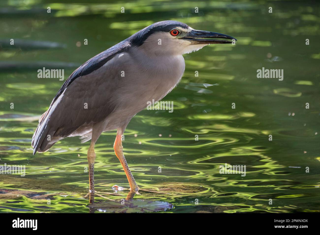 Portrait of a Black-crowned night heron (Nycticorax nycticorax); Maui ...