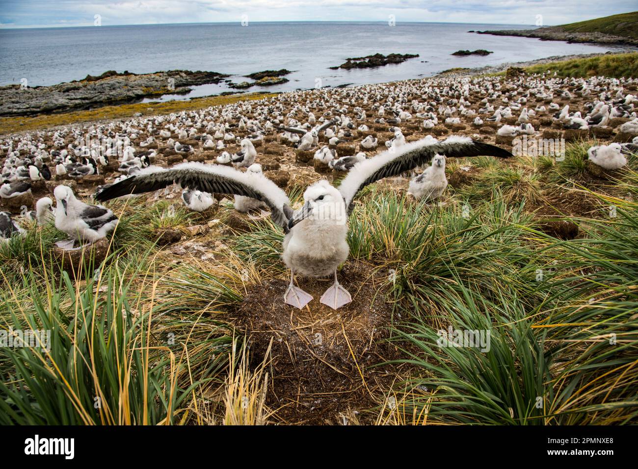 Black-browed albatross (Thalassarche melanophris) extends its wings in ...