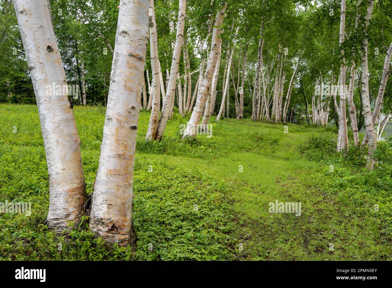Small grove of white birch trees (Betula papyrifera), also known as ...