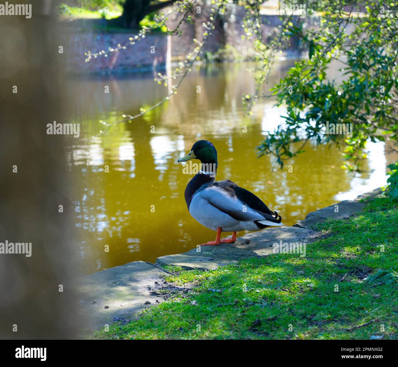 Duck out of water Stock Photo - Alamy