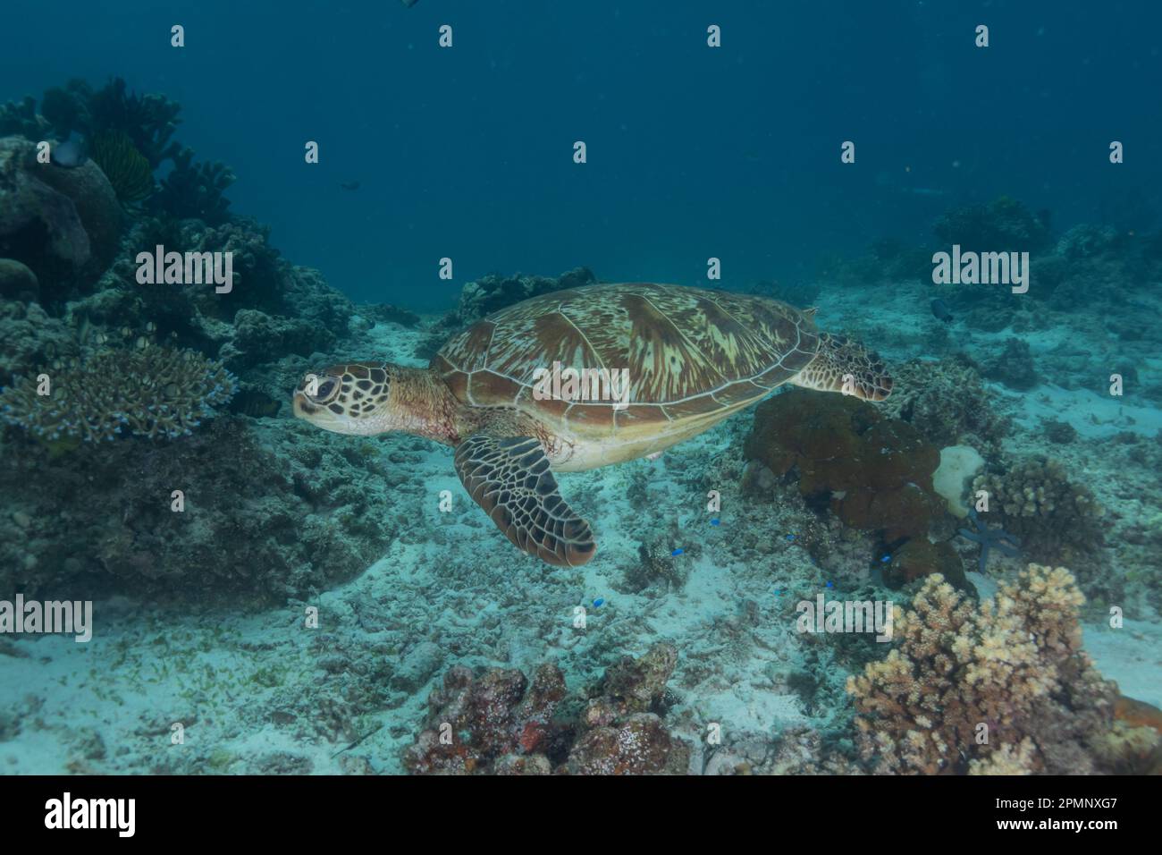 Hawksbill sea turtle at the Sea of the Philippines Stock Photo - Alamy