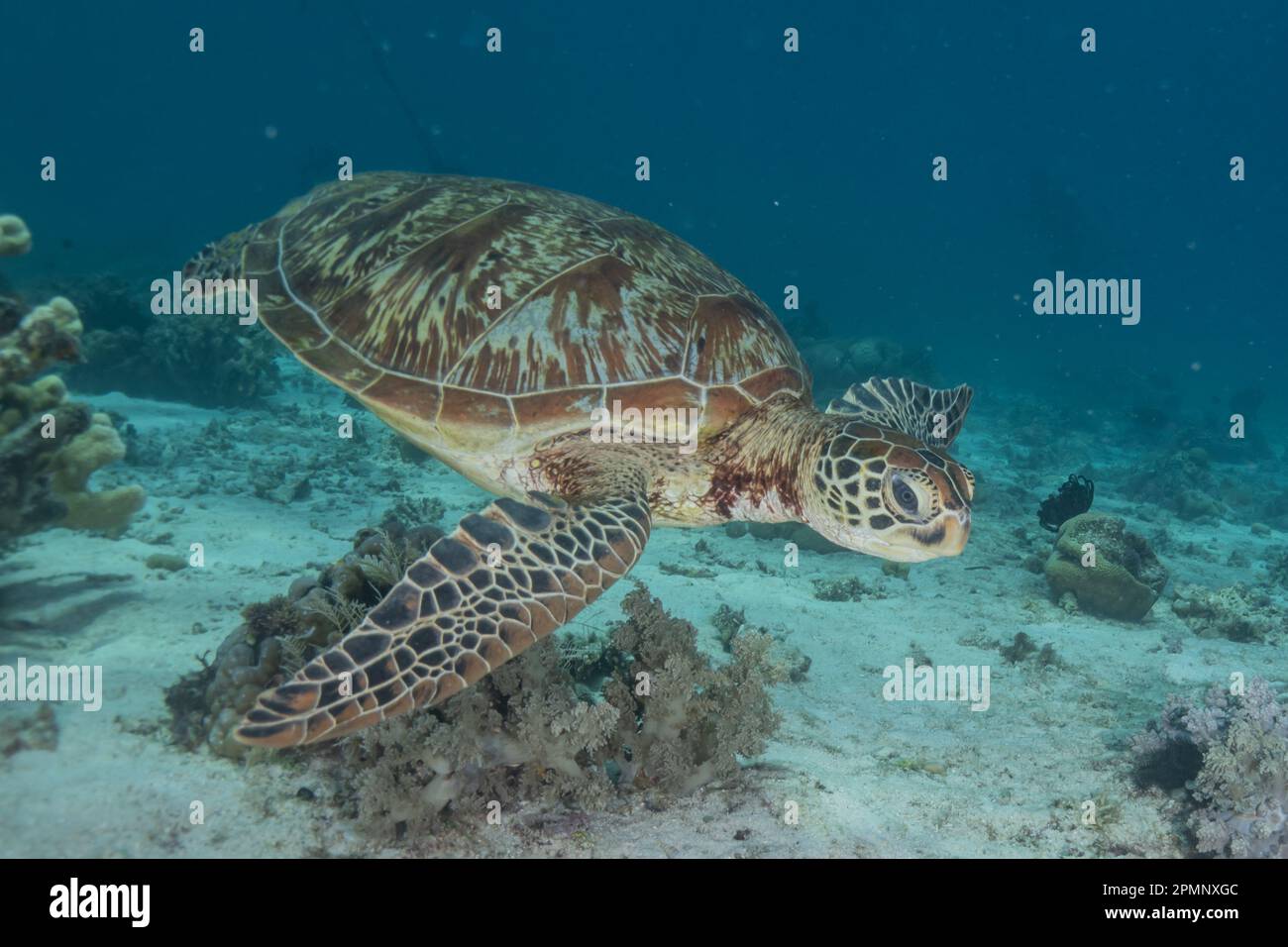 Hawksbill sea turtle at the Sea of the Philippines Stock Photo - Alamy