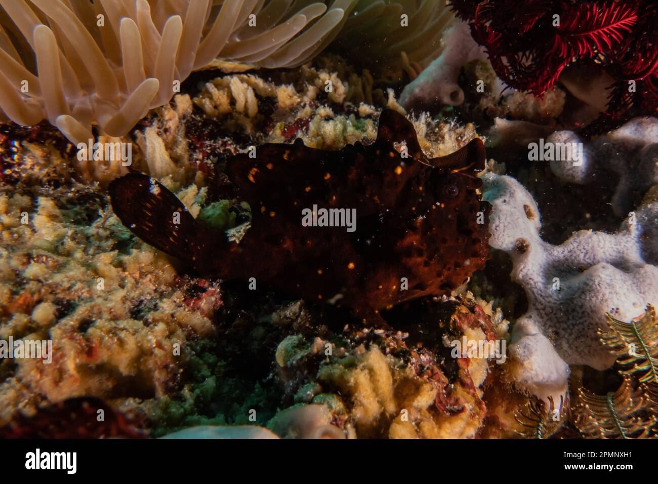 Fish swim at the Sea of the Philippines Stock Photo - Alamy