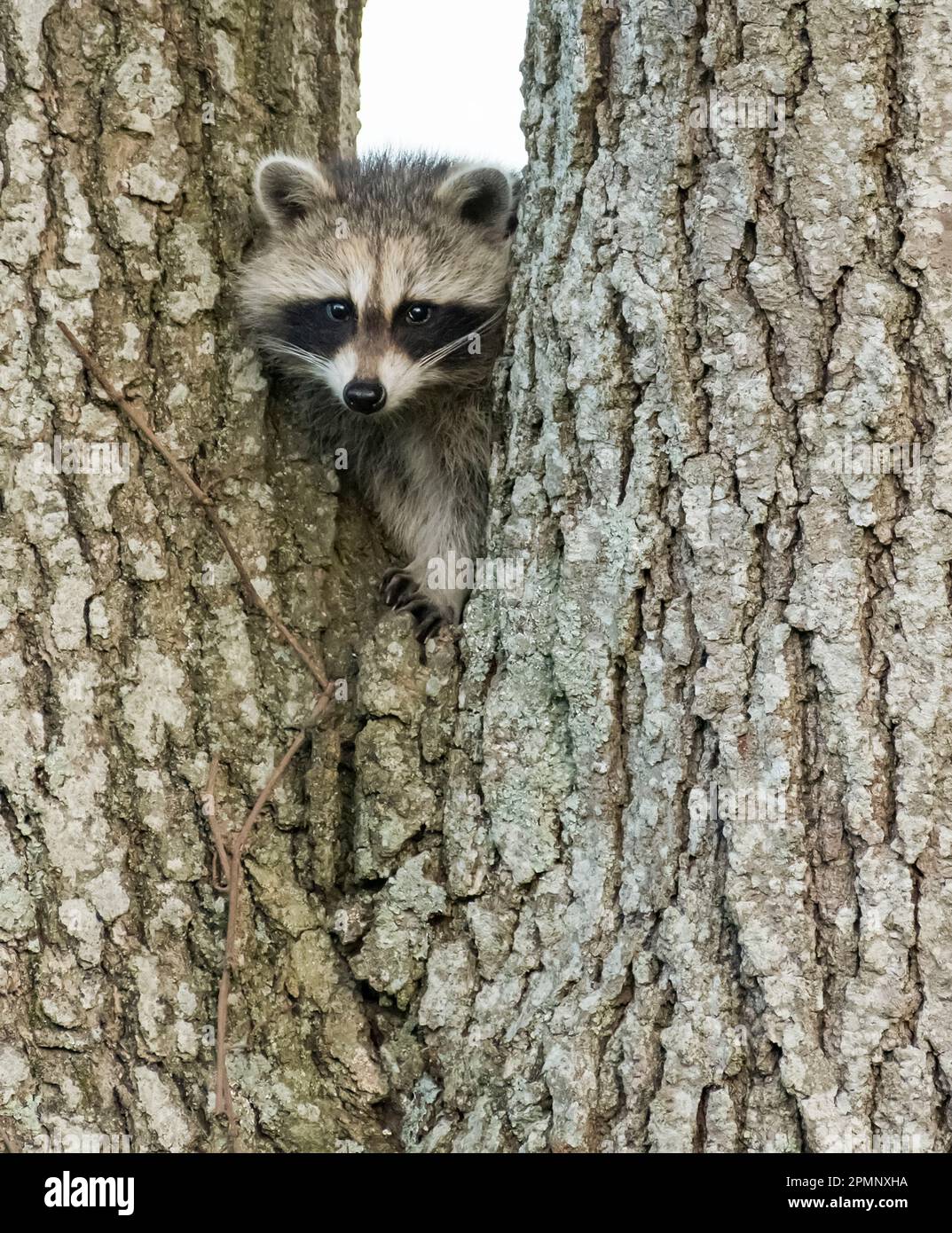 Close-up portrait of a Raccoon (Procyon lotor) with its head peeking ...