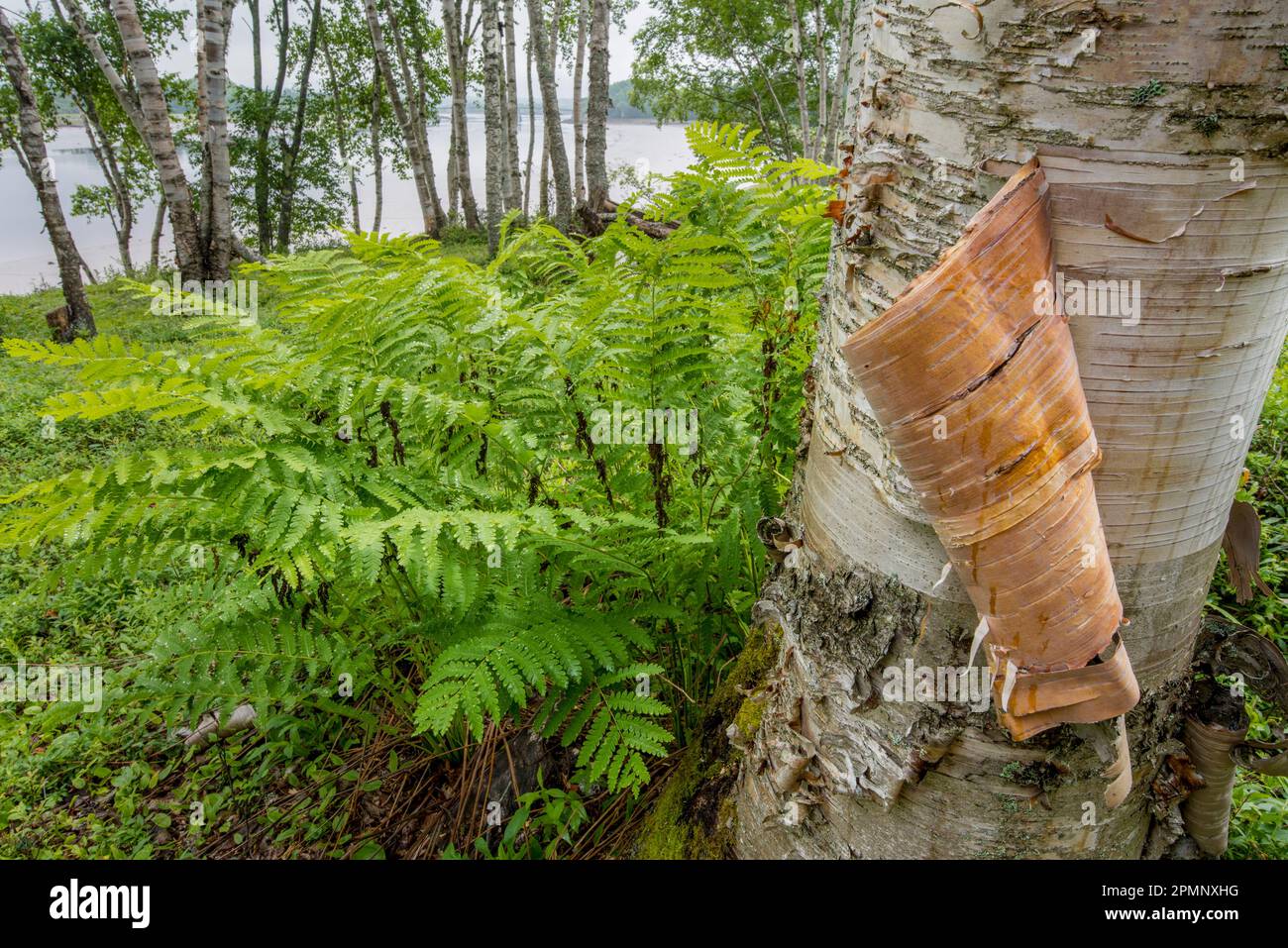 Tree bark peeling of a birch tree with ferns growing at the base of the ...