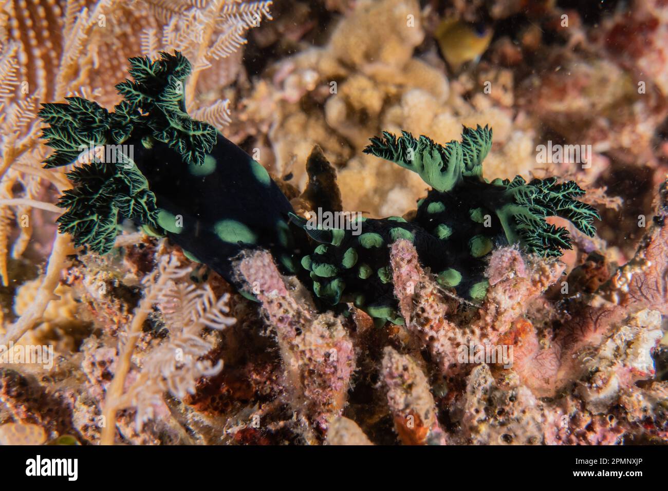 Sea slug at the Sea of the Philippines Stock Photo - Alamy