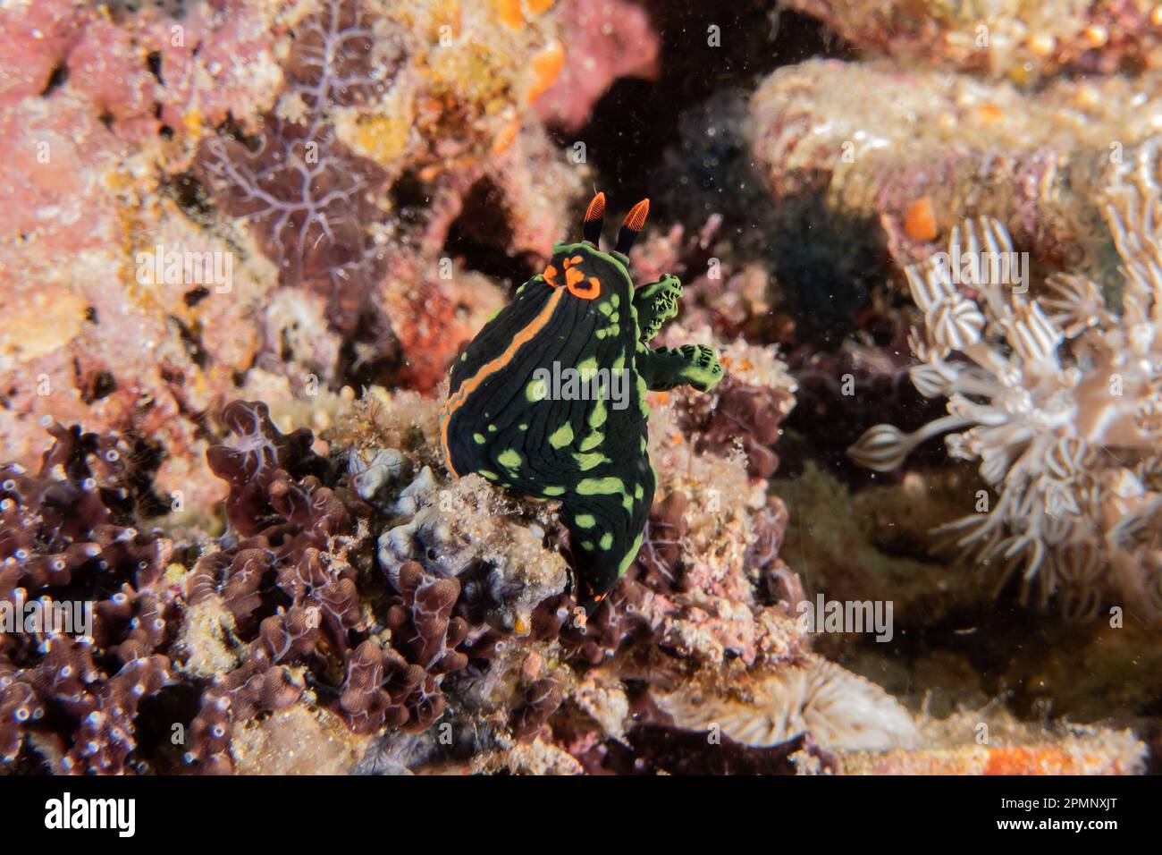 Sea slug at the Sea of the Philippines Stock Photo - Alamy