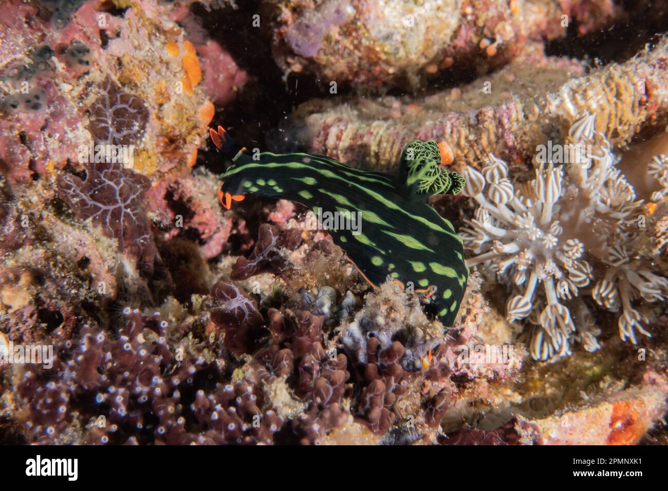 Sea slug at the Sea of the Philippines Stock Photo - Alamy