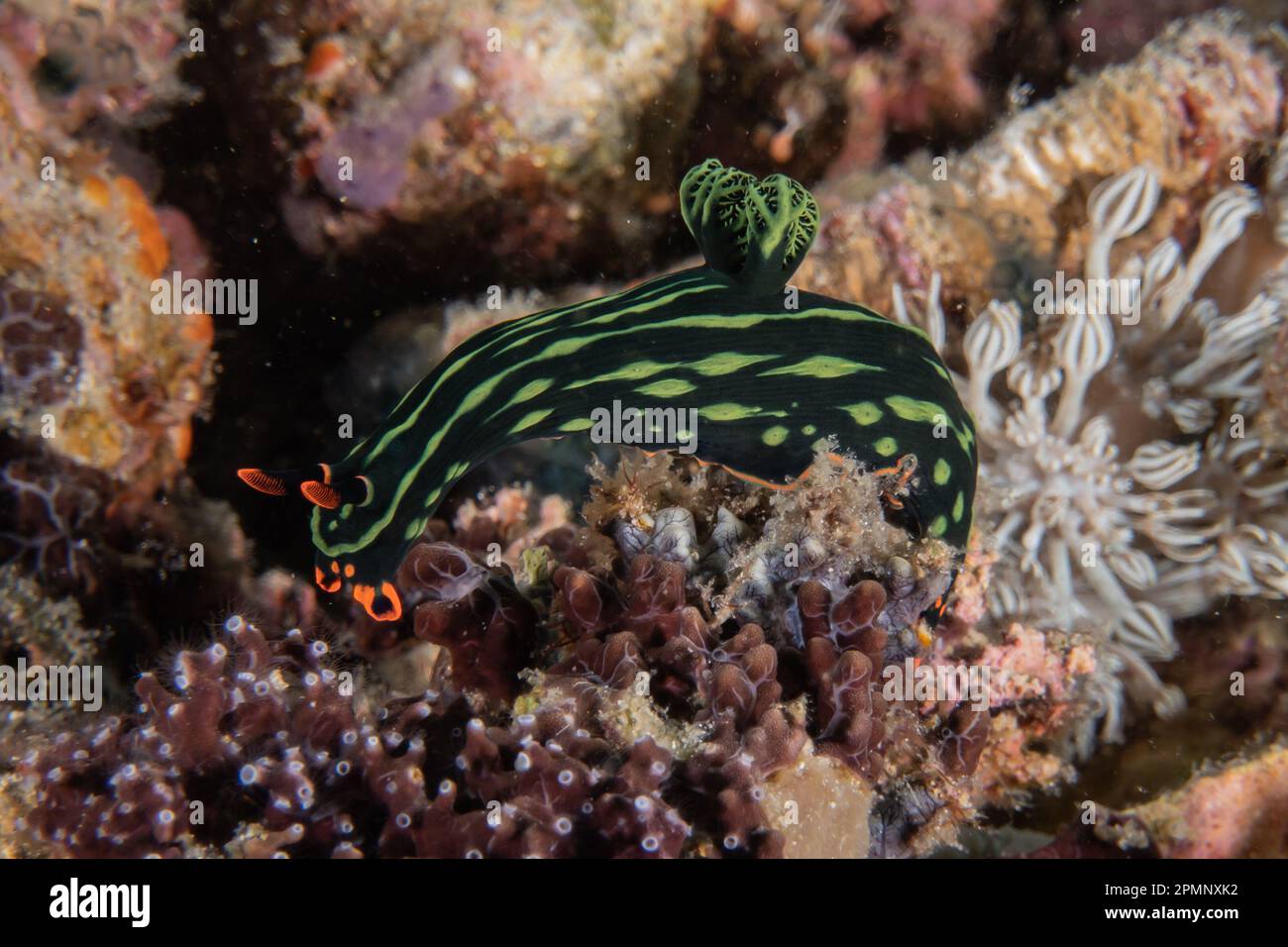 Sea slug at the Sea of the Philippines Stock Photo - Alamy