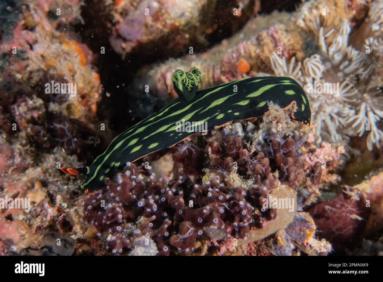 Sea slug at the Sea of the Philippines Stock Photo - Alamy