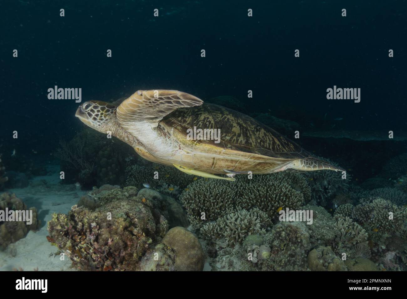 Hawksbill sea turtle at the Sea of the Philippines Stock Photo - Alamy