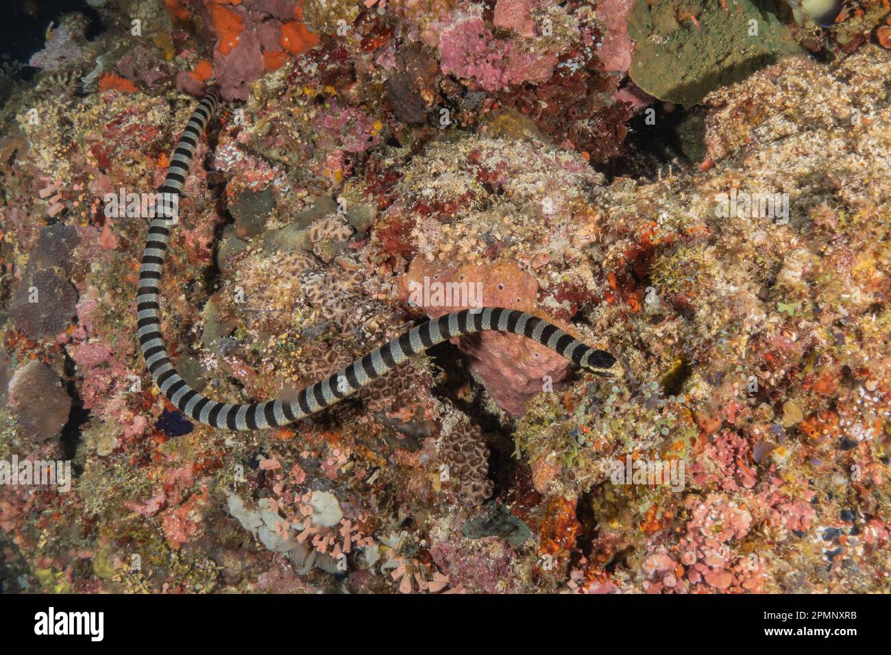 Banded Sea Krait Laticauda colubrina in the Sea of the Philippines ...