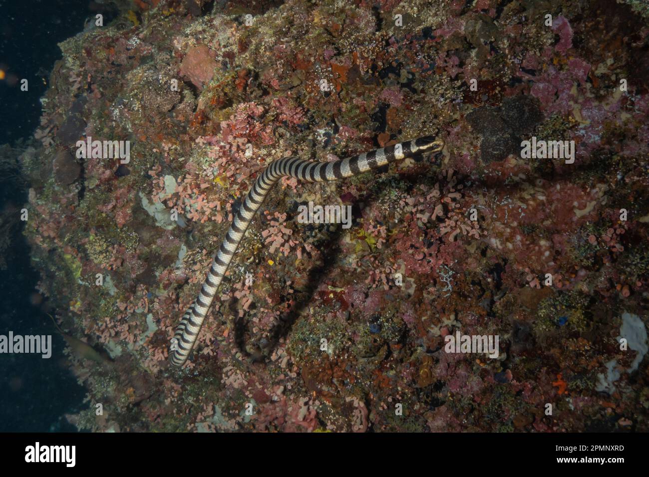 Banded Sea Krait Laticauda colubrina in the Sea of the Philippines ...