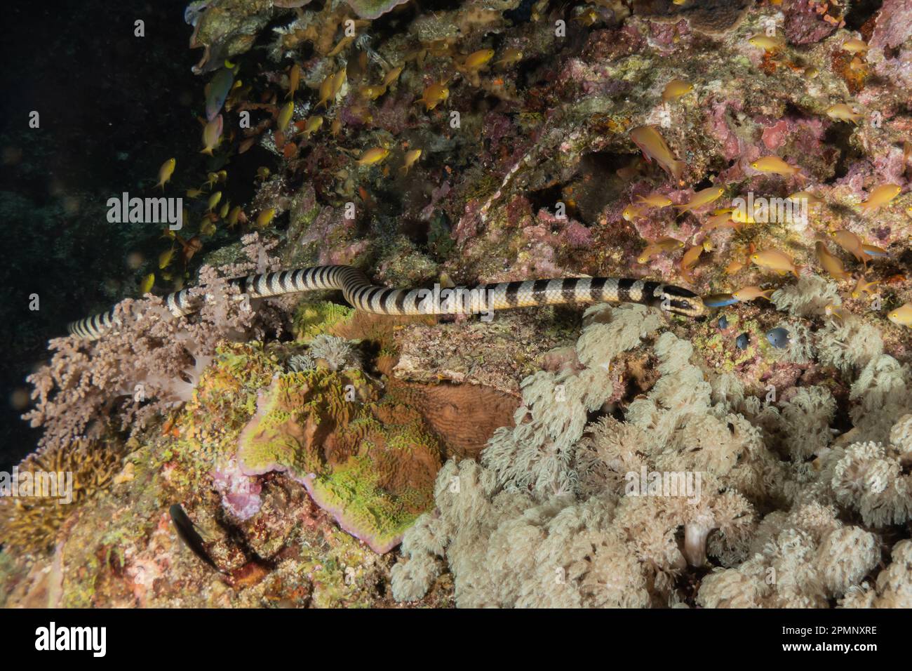 Banded Sea Krait Laticauda colubrina in the Sea of the Philippines ...