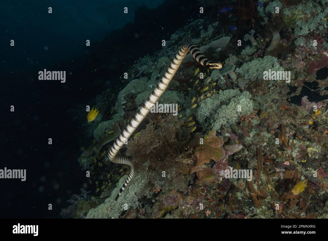 Banded Sea Krait Laticauda colubrina in the Sea of the Philippines ...