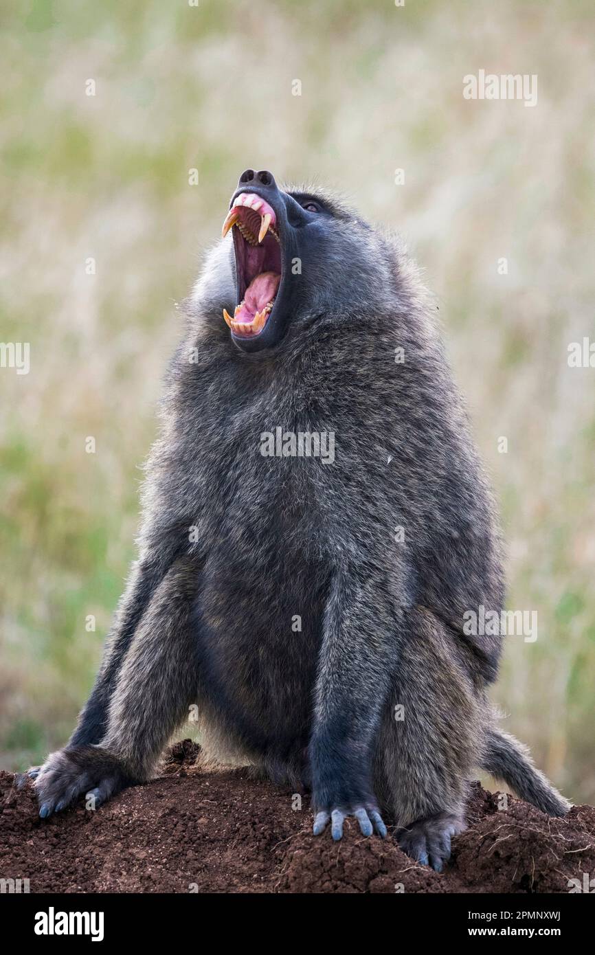 Male Olive baboon (Papio anubis) with an open mouth showing teeth in ...
