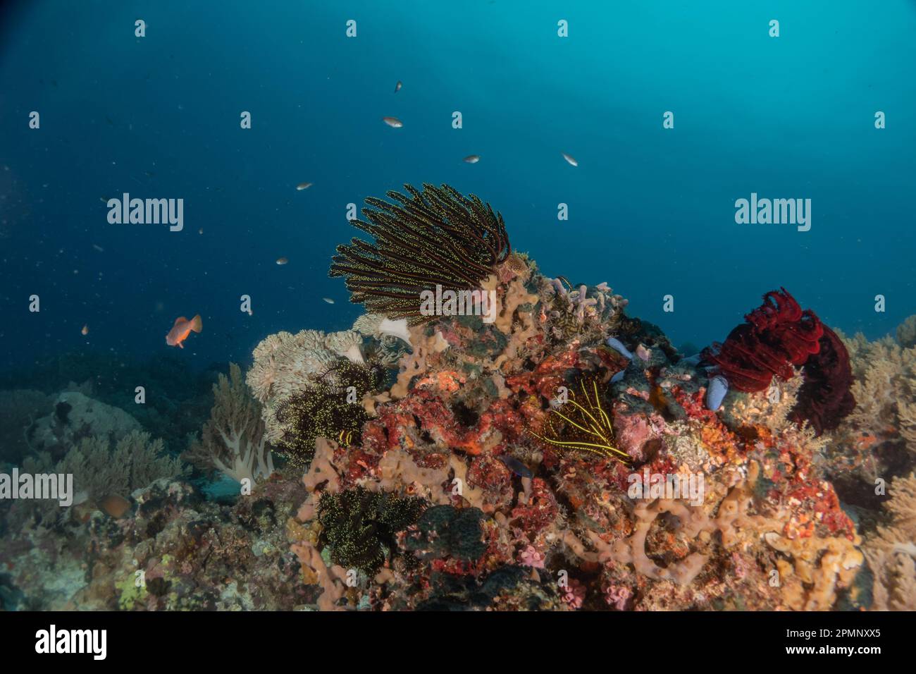 Coral reef and water plants at the Sea of the Philippines Stock Photo ...