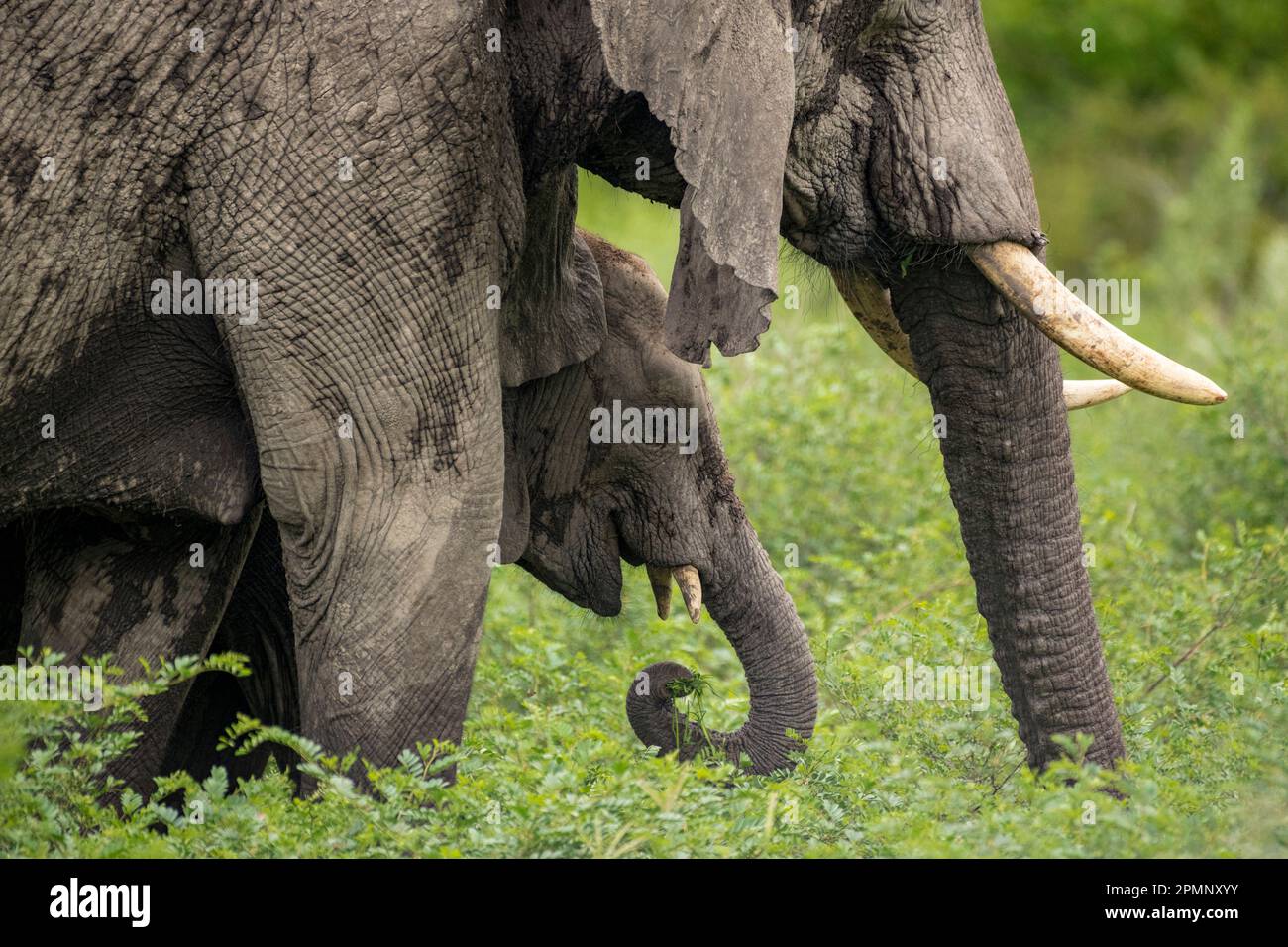 Female elephant (Loxodonta africana) and her young eating on the plains ...
