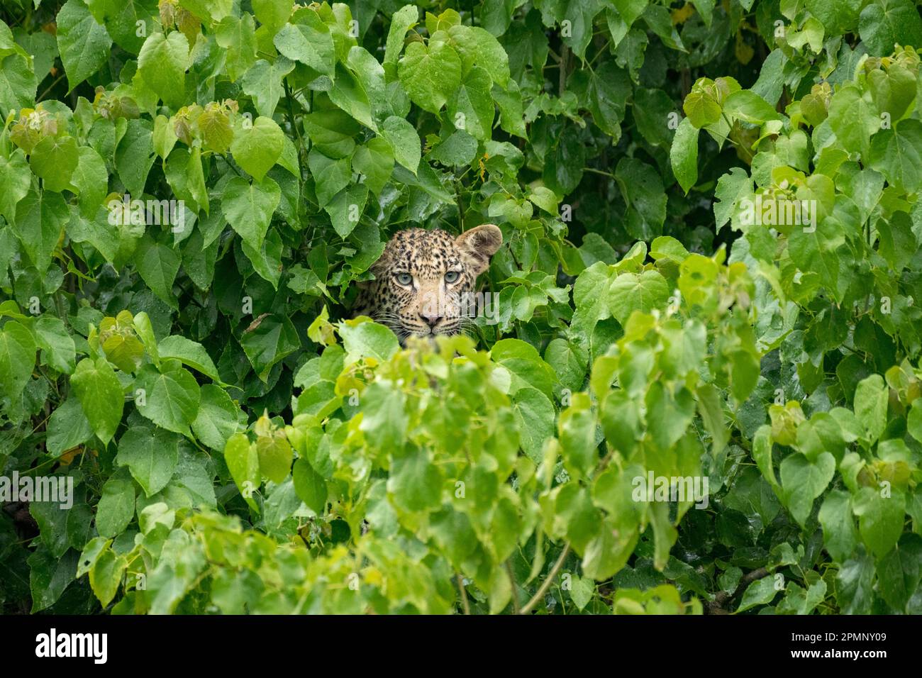 Young leopard (Panthera pardus) hiding in a tree; Okavango Delta ...