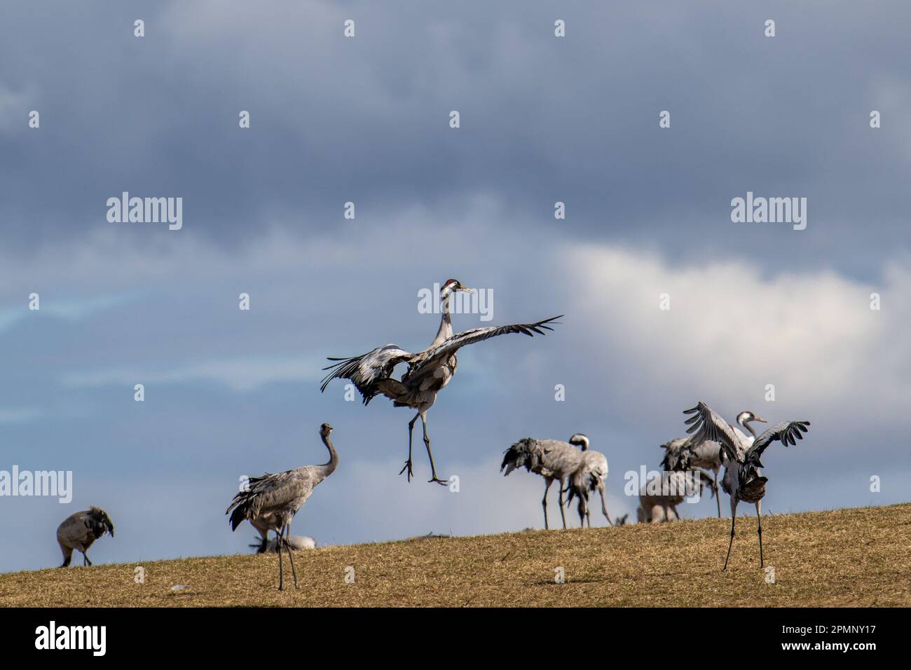 Dancing Common Cranes at Lake Hornborga during spring in Sweden. The ...