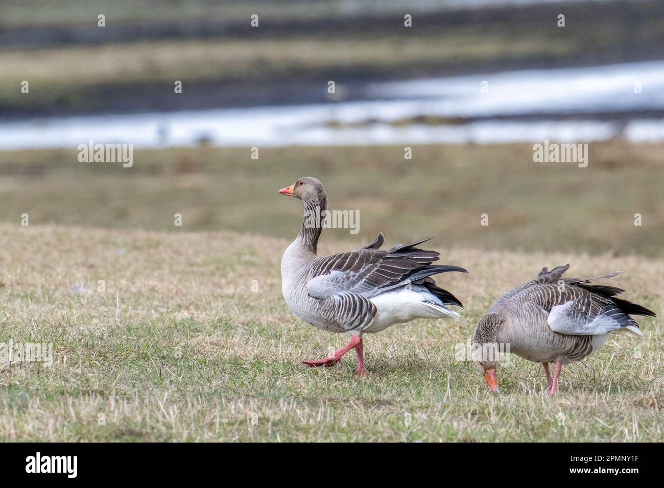 Grey Geese at Lake Hornborga during spring in Sweden Stock Photo - Alamy