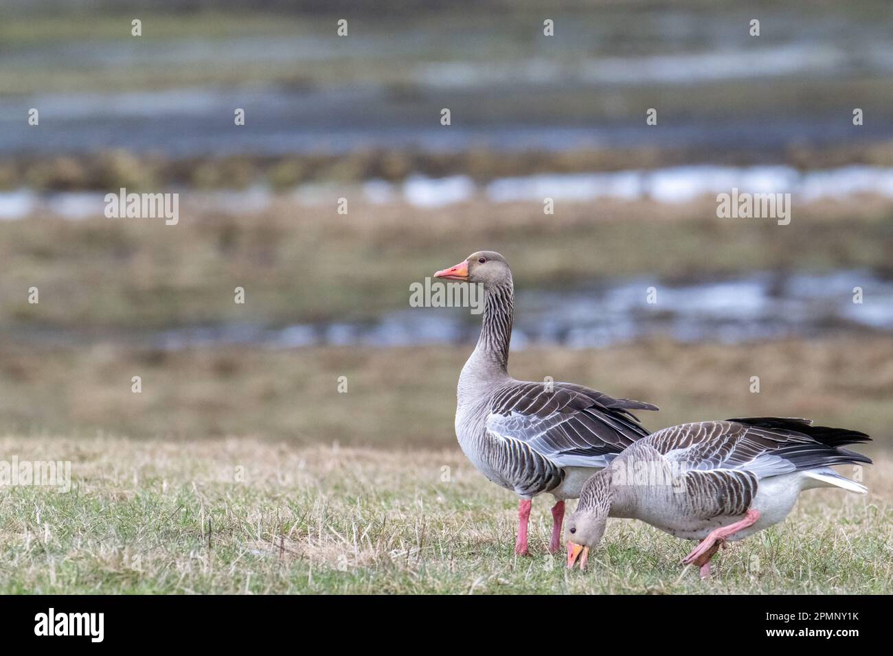 Grey geese hi-res stock photography and images - Alamy