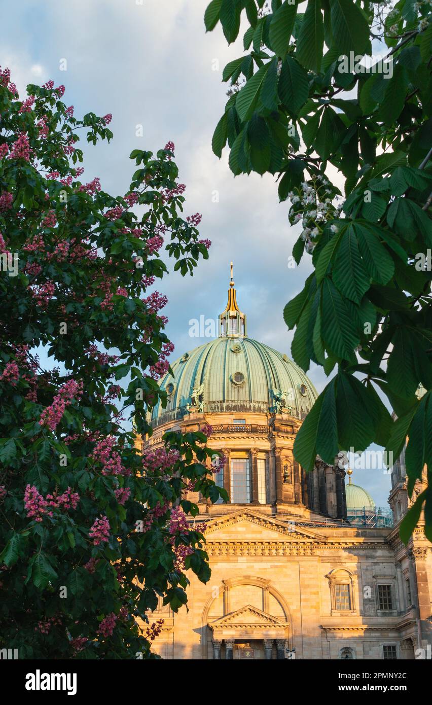 Berlin cathedral at golden hour with red horse chestnut tree in bloom ...